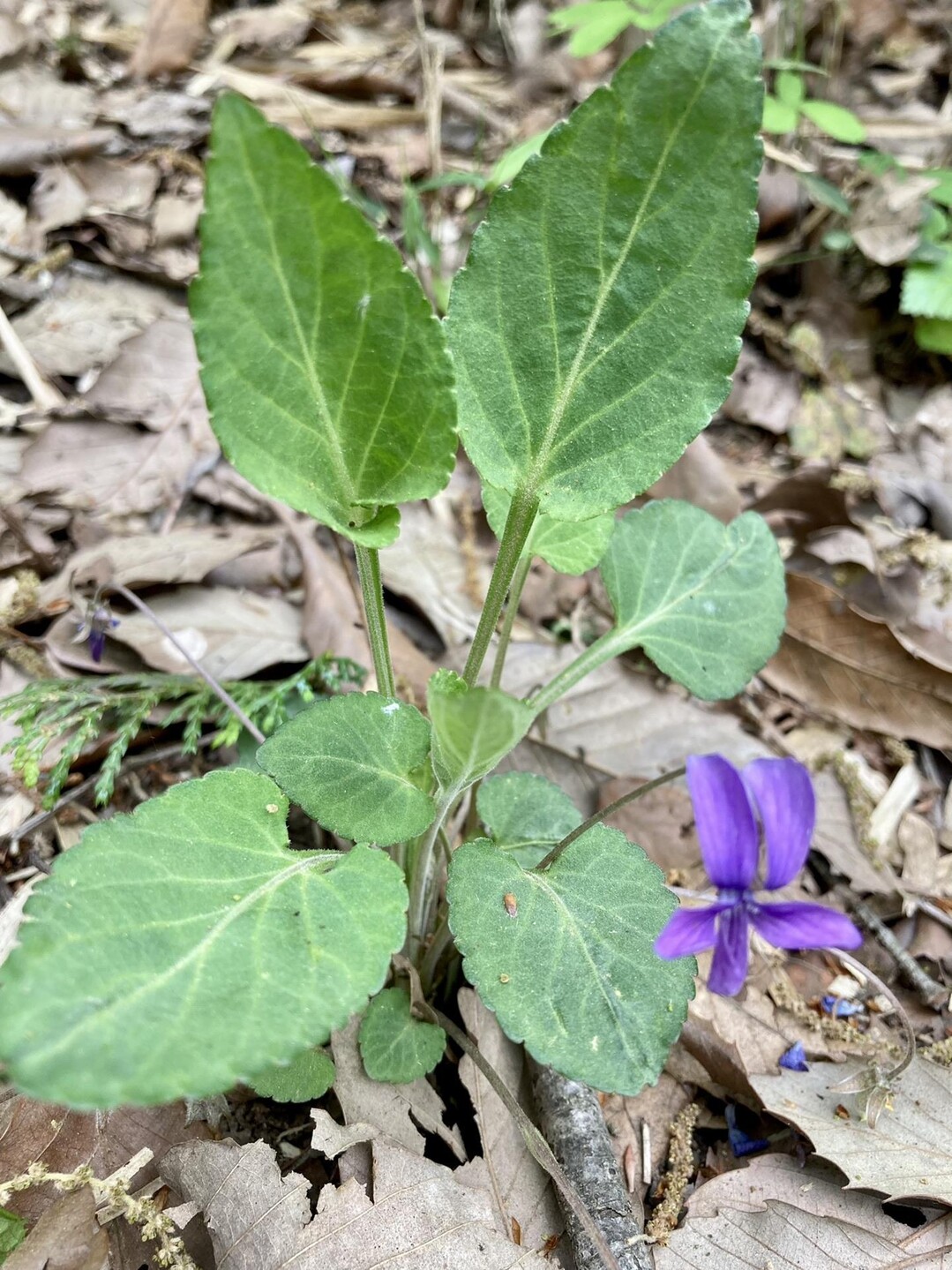 長池公園（八王子） アカネスミレ アリ... / skipさんのモーメント | YAMAP / ヤマップ