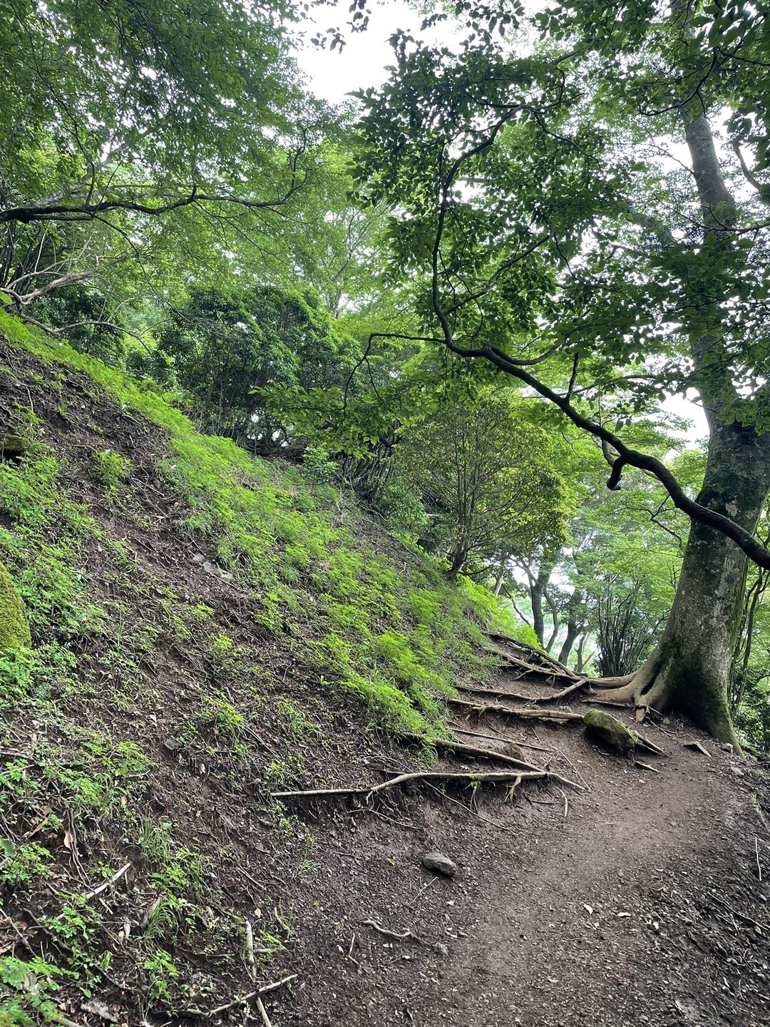 大山 / maco. ⃘*.ﾟさんの大山の活動データ | YAMAP / ヤマップ
