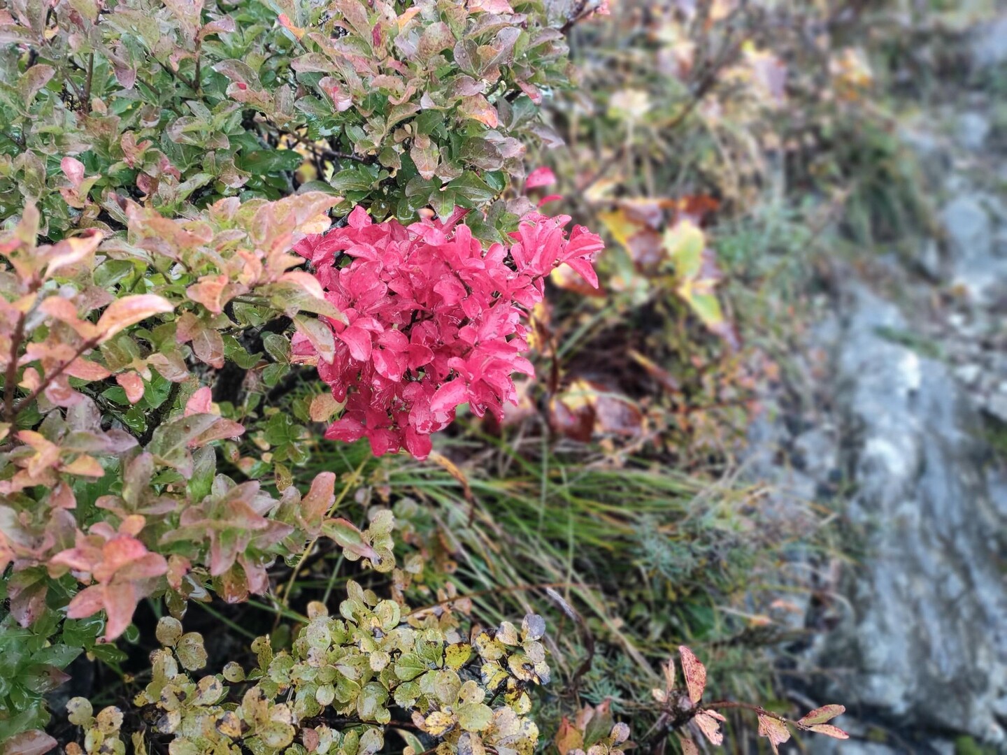 青海黒姫山、すっかり秋になりました / YK1989さんの黒姫山（青海黒姫山）の活動データ | YAMAP / ヤマップ