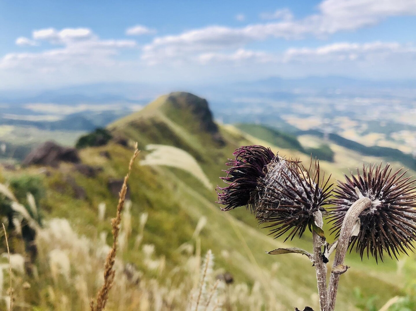 一ノ峯・二ノ峯は「お花の宝石箱やぁ🥀」 / Red-RAV4💫さんの俵山・冠ヶ岳・清栄山の活動データ | YAMAP / ヤマップ