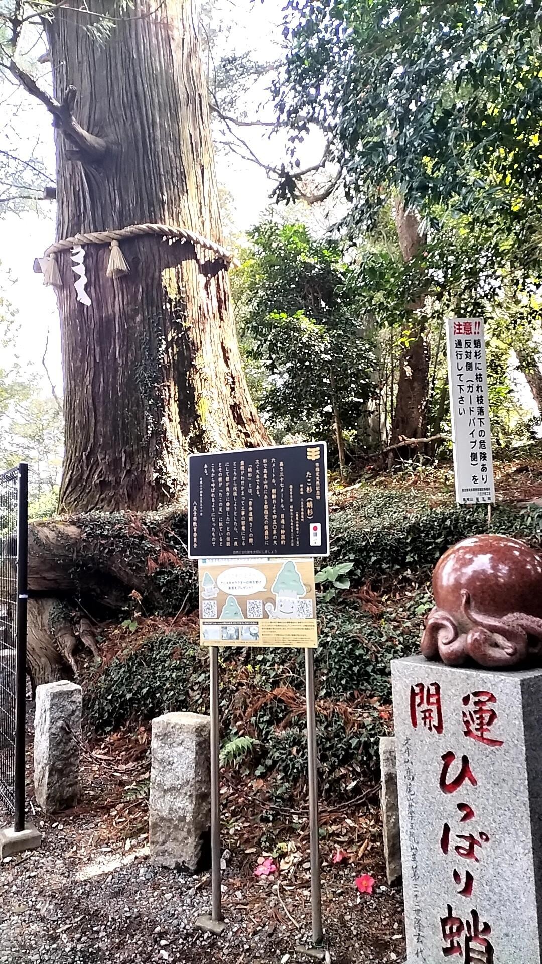 240407 高尾山 / yocchiさんの高尾山・陣馬山・景信山の活動データ | YAMAP / ヤマップ