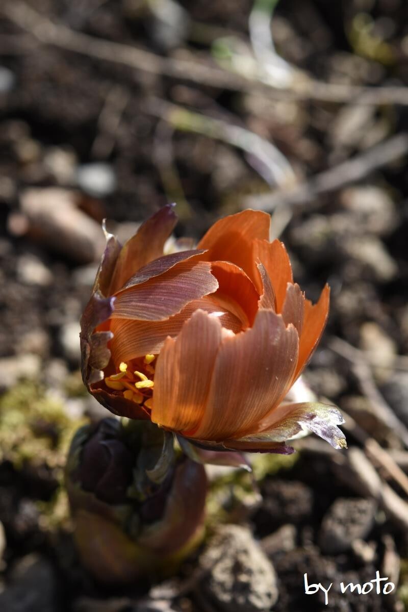 先日Mahora稲穂山にチチブベニに逢い... / motoさんのモーメント | YAMAP / ヤマップ