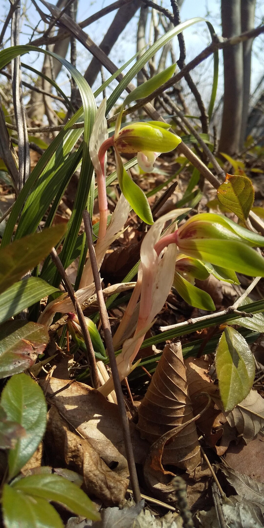 下渡山 村上市の街山3番 / mokoさんの下渡山の活動データ | YAMAP / ヤマップ