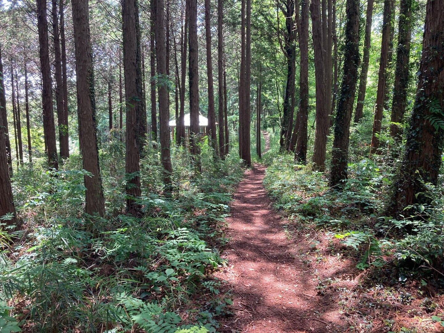 taoさんの投稿したフィールドメモ | YAMAP / ヤマップ