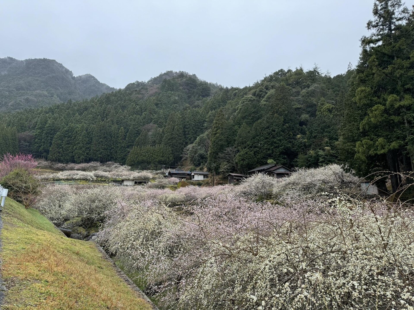 焼松 / rieさんの竜頭山の活動データ | YAMAP / ヤマップ