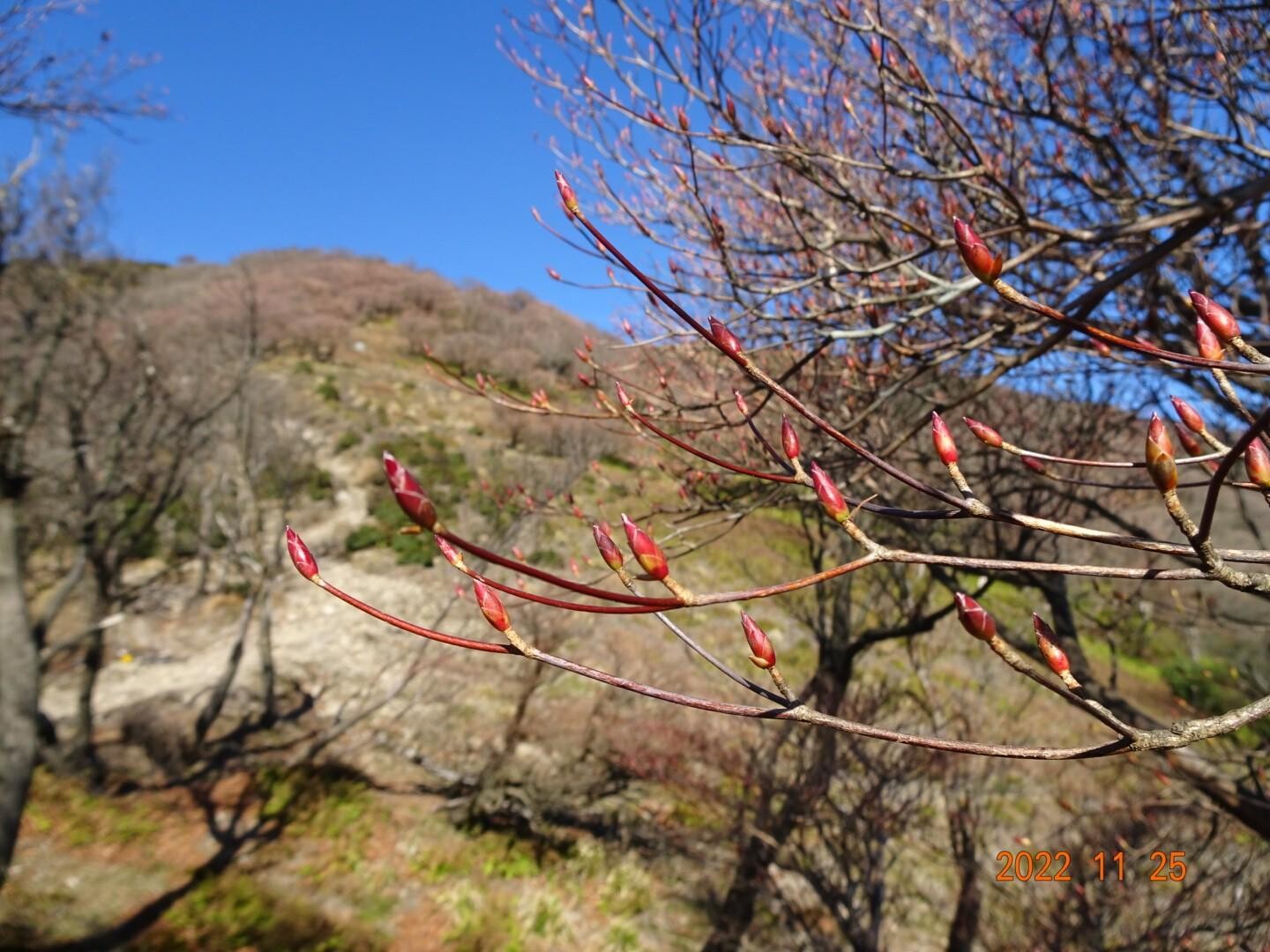 竜ヶ岳 (鈴鹿) / GG_KENさんの竜ヶ岳の活動データ | YAMAP / ヤマップ