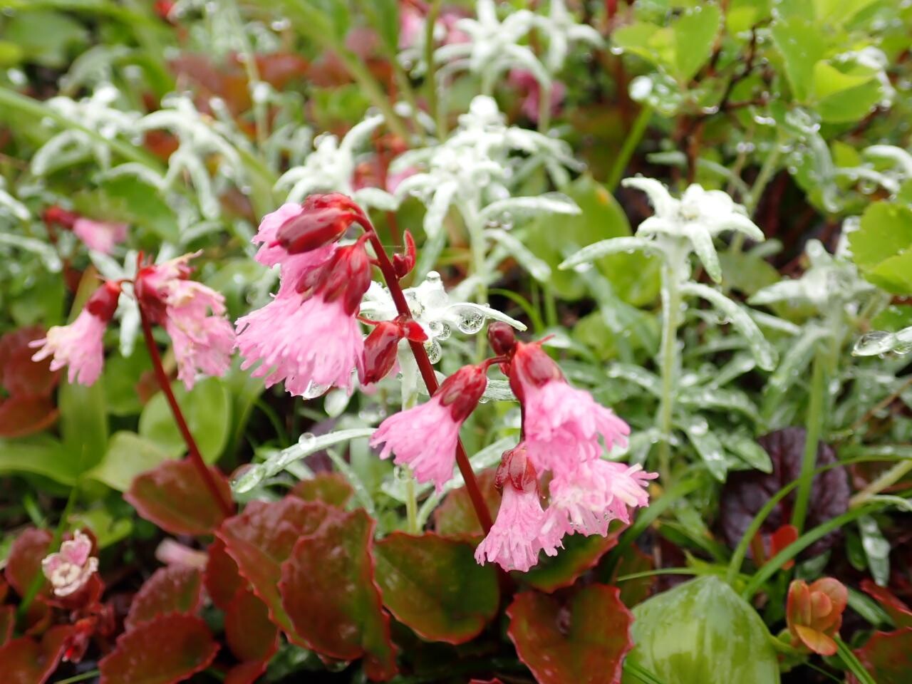 月山 / hidejさんの月山の活動日記 | YAMAP / ヤマップ