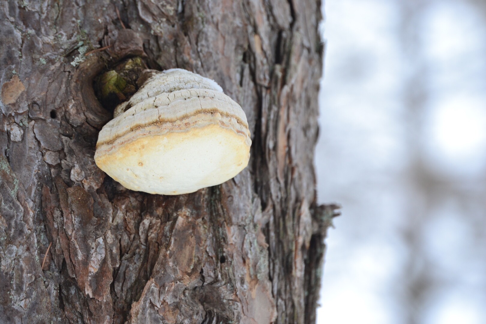 戦場ヶ原-庵滝 / 自然塾IIさんの男体山の活動データ | YAMAP / ヤマップ