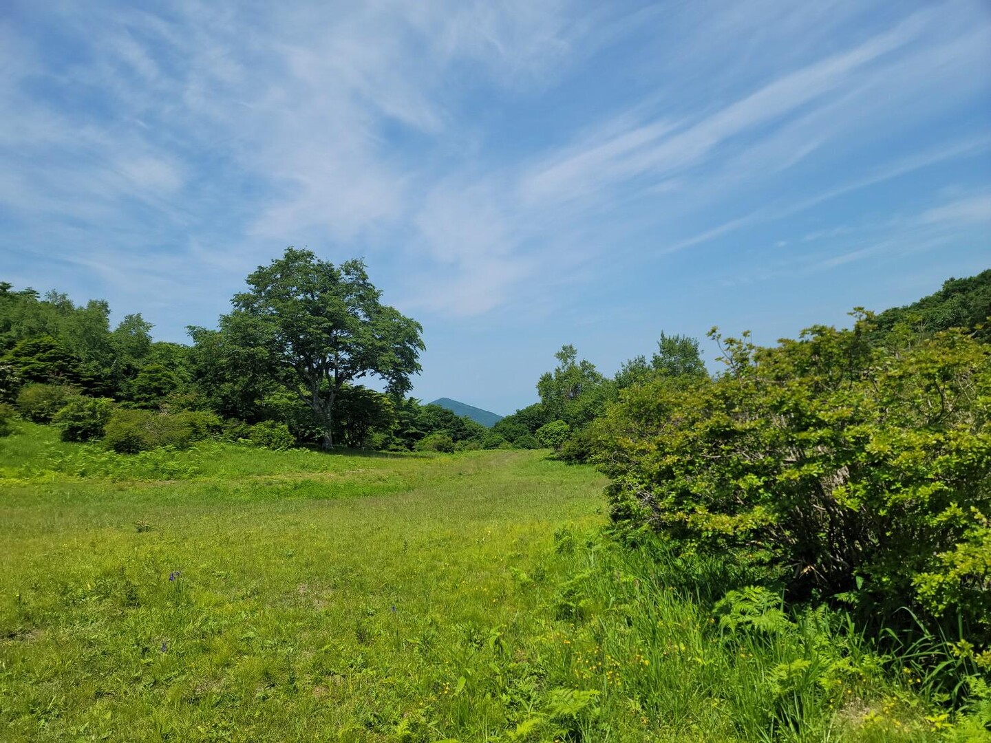 思い出の‼️五十人山 / kumasakiさんの五十人山の活動データ | YAMAP / ヤマップ