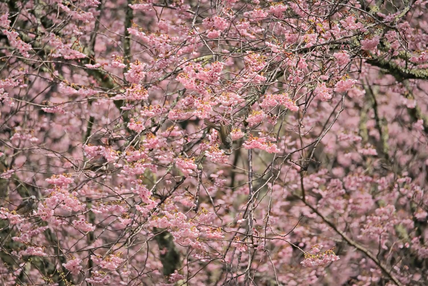 初御代桜とヒヨドリ / GTさんのモーメント | YAMAP / ヤマップ