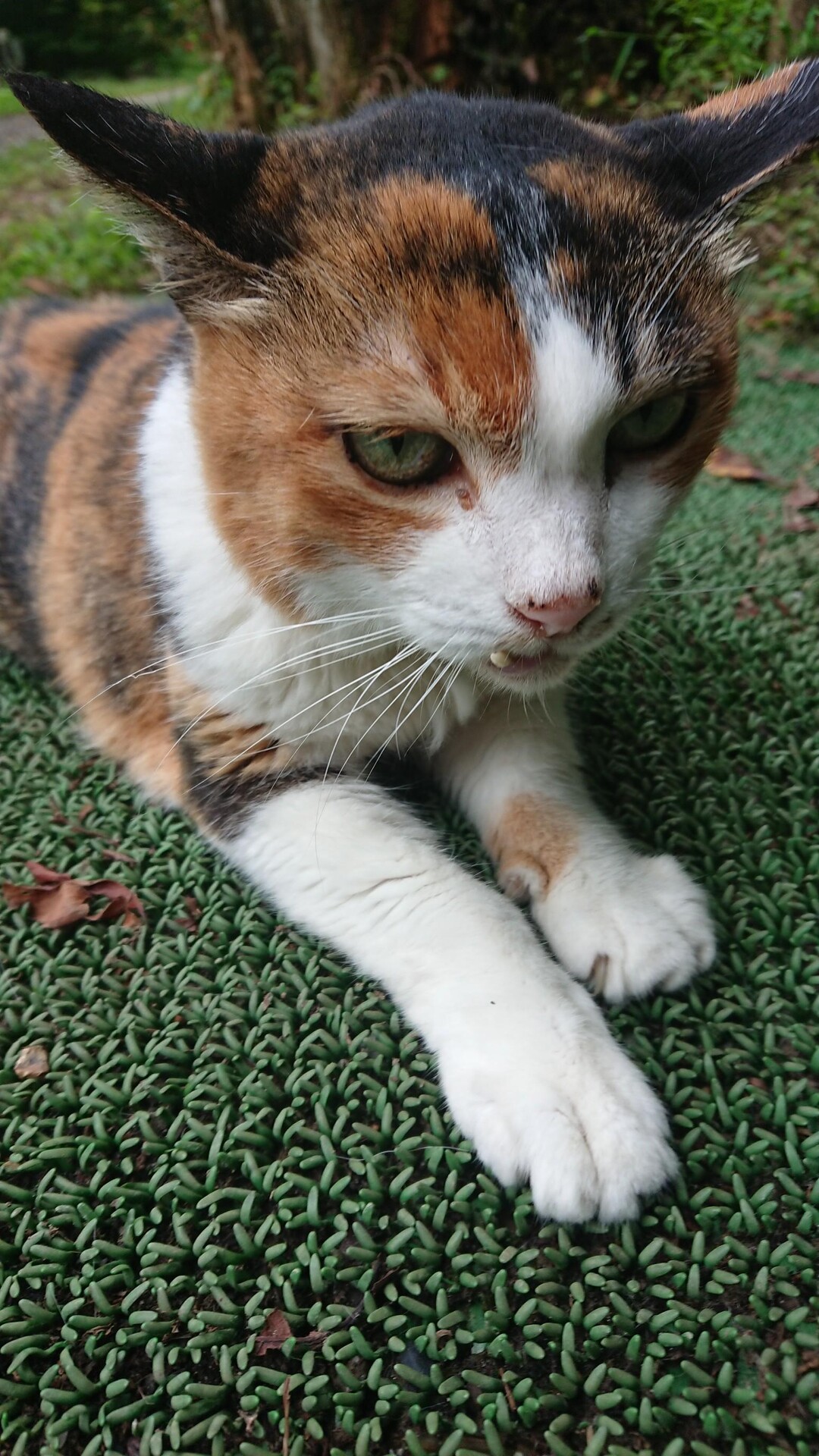 お久し振りね🐈サクラちゃん 菩堤寺山233 / ほかやんさんの菩提寺山・高立山・護摩堂山の活動データ | YAMAP / ヤマップ