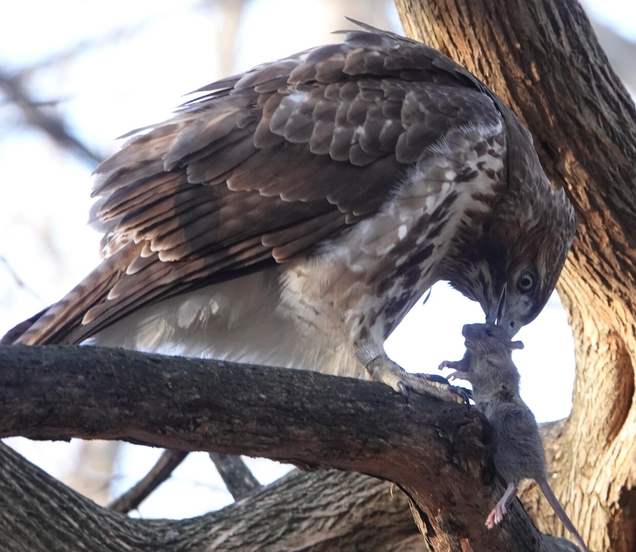 若い red tailed hawk ア... / Mt Adventureさんのモーメント | YAMAP / ヤマップ
