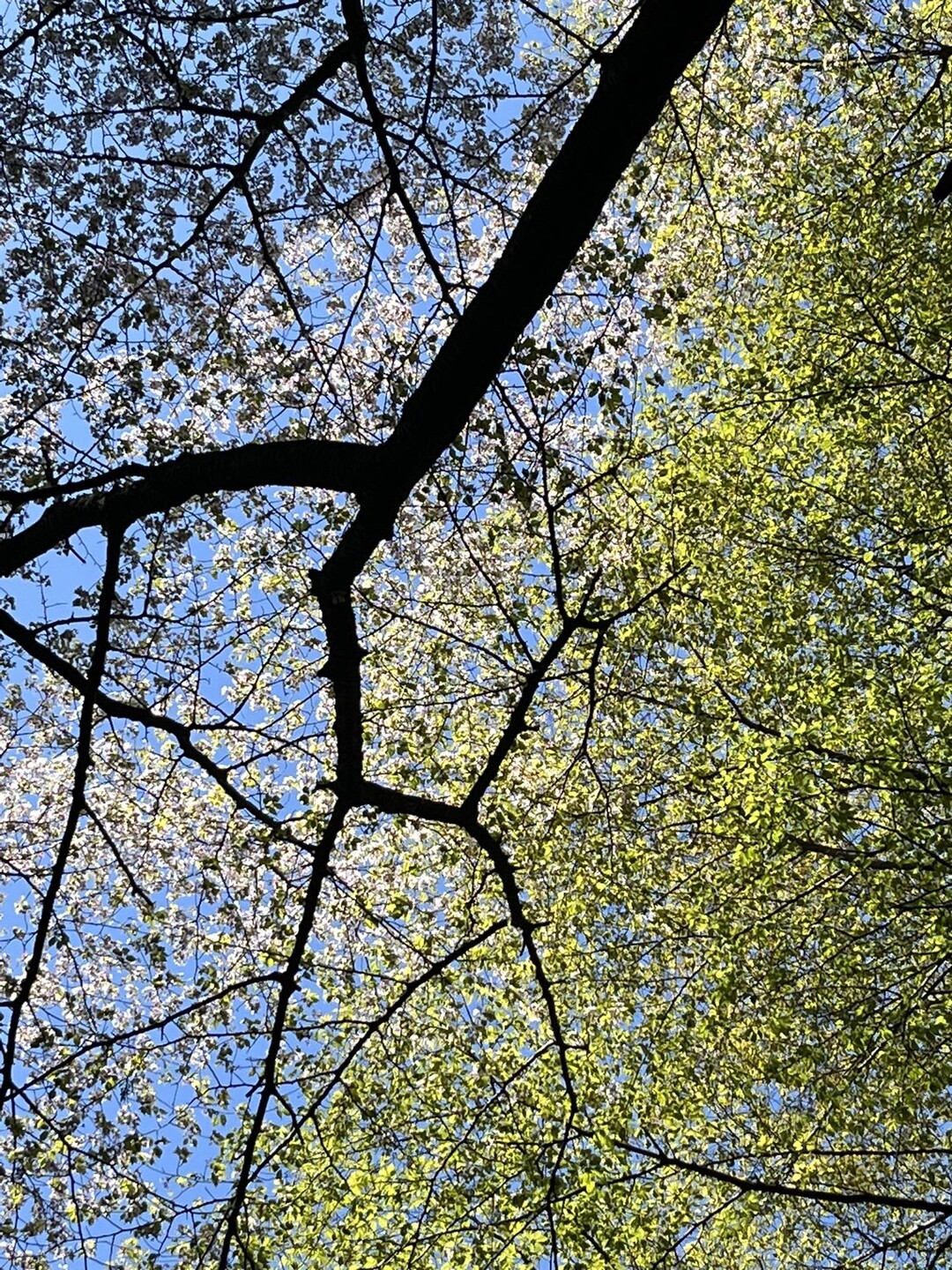 高尾山・稲荷山-2023-04-10 / samiさんの高尾山・陣馬山・景信山の活動データ | YAMAP / ヤマップ