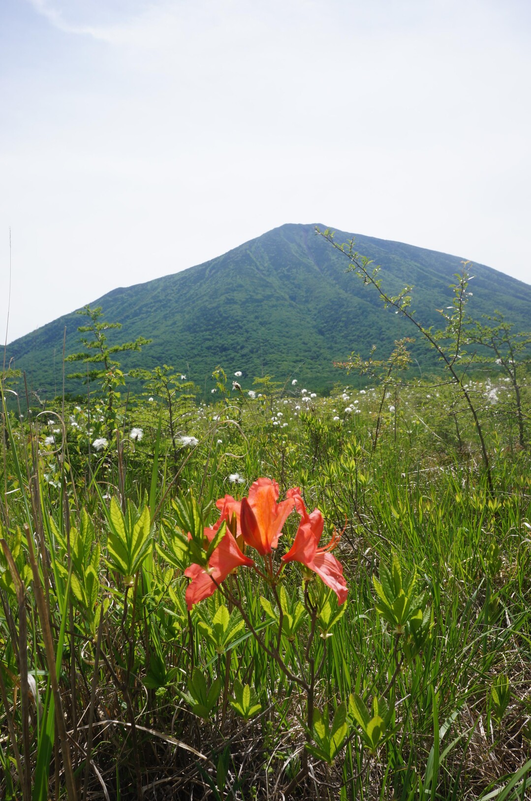 戦場ヶ原のワタスゲを見に / みくまさんの日光白根山・五色山・錫ヶ岳の活動データ | YAMAP / ヤマップ