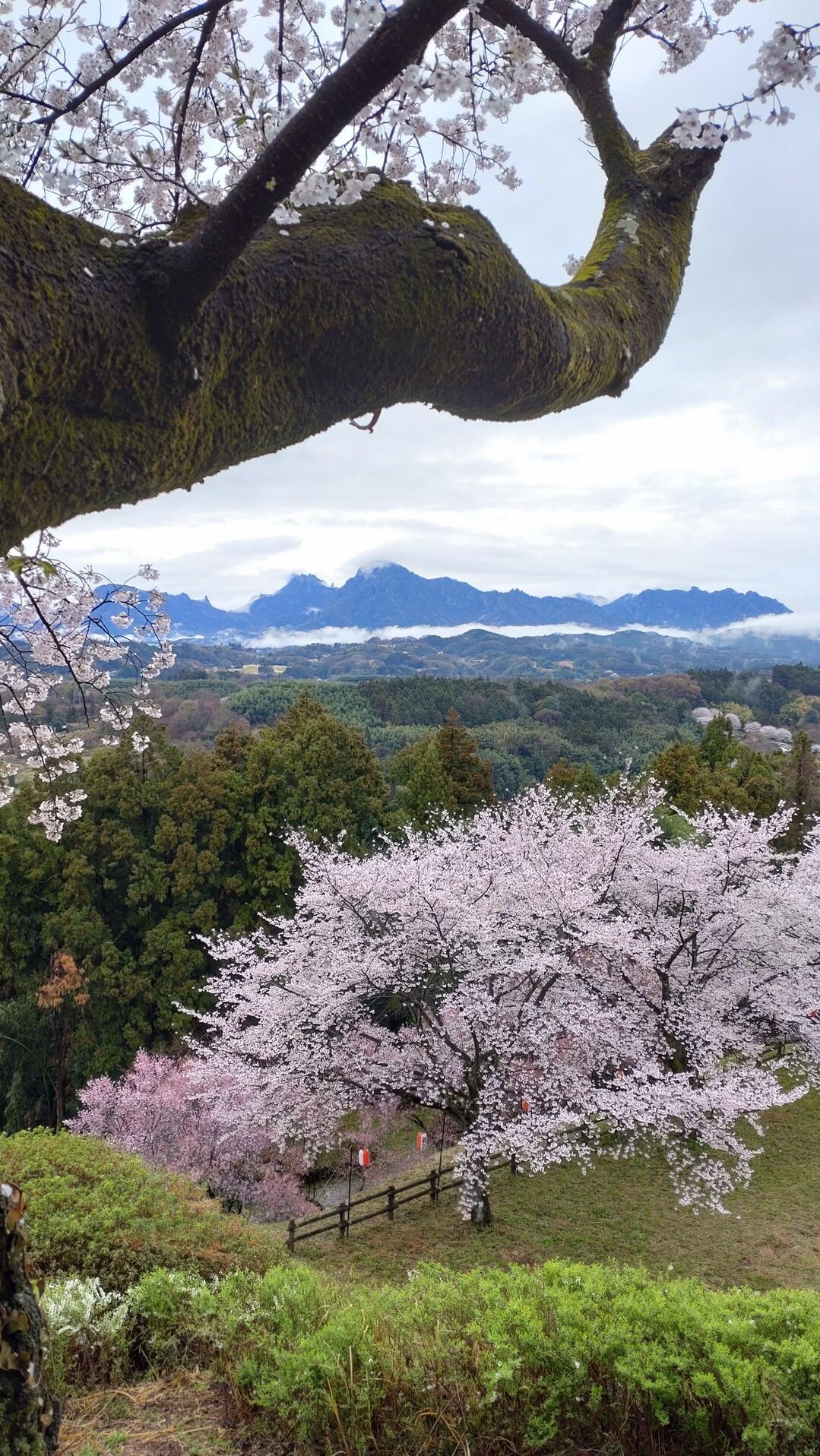 小雨がやんだ夕方、安中市後閑城址公園の桜... / Y-JJさんのモーメント | YAMAP / ヤマップ