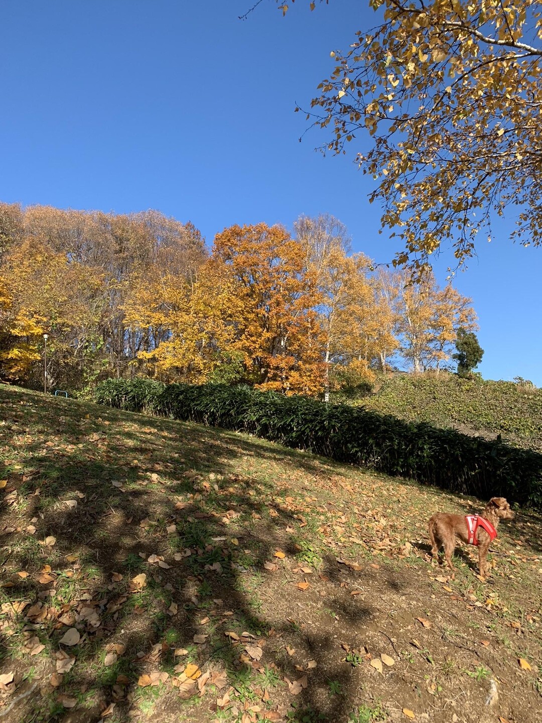 お天気もよろしく、本日も近場をウロウロし... / minotさんのモーメント | YAMAP / ヤマップ