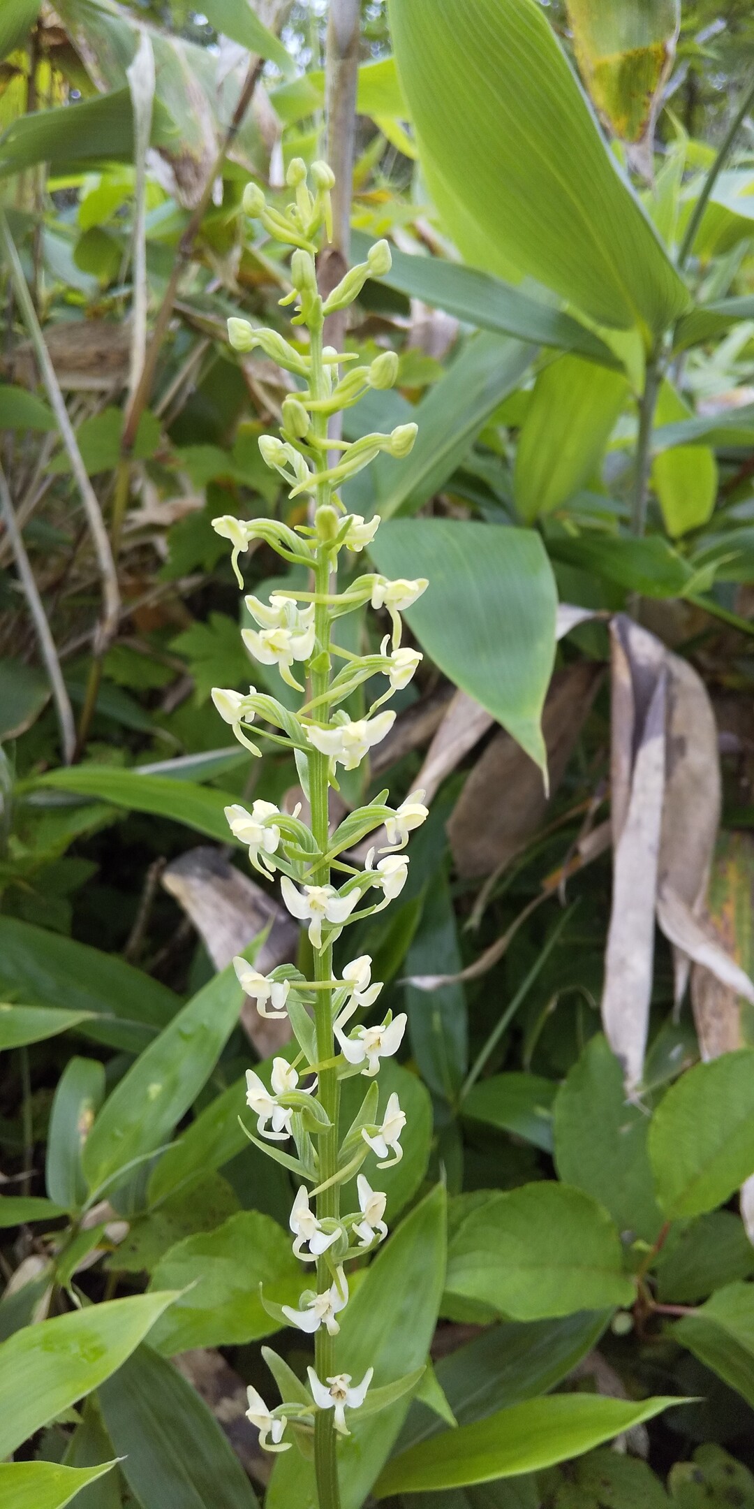 2022.07.31(日) 18:56 / あおいさんのモーメント | YAMAP / ヤマップ