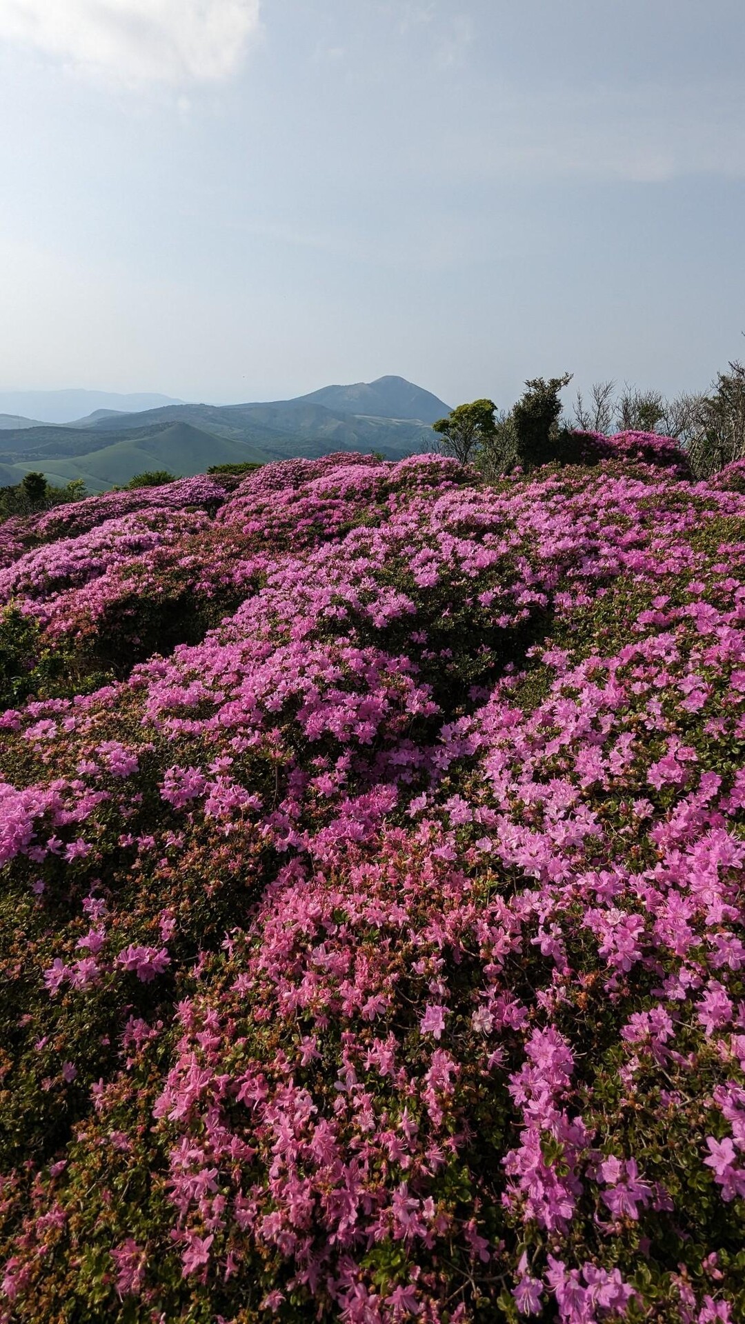 泉水・大崩ノ辻・黒岩・猟師 / 5959さんの祖母山の活動データ | YAMAP / ヤマップ