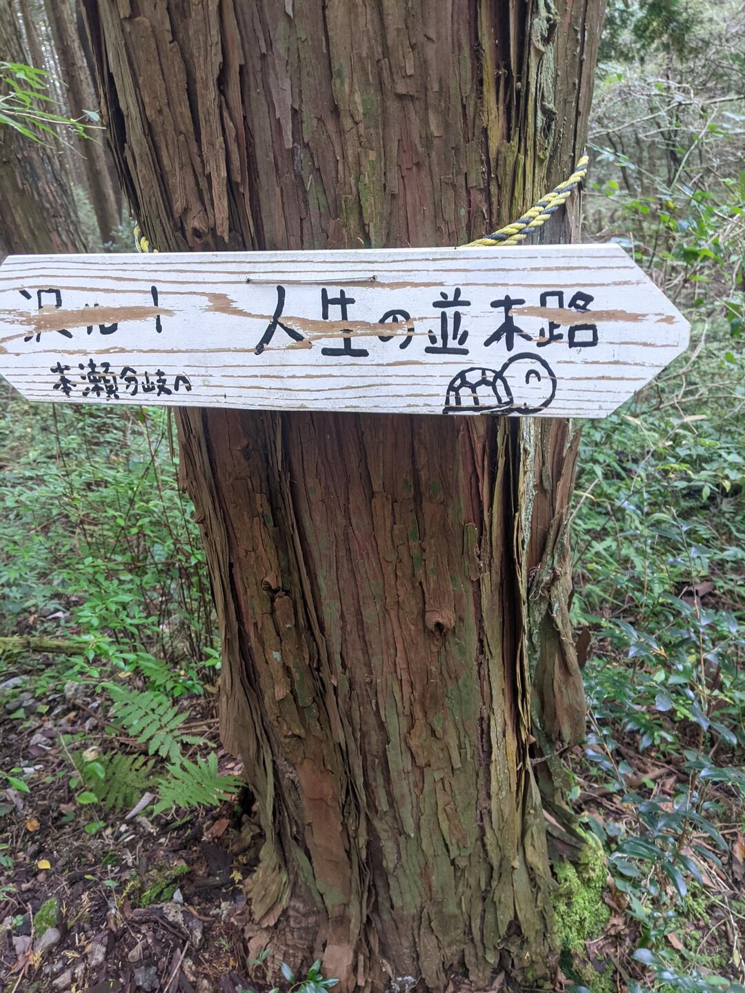 作礼山東峰（権現山）・作礼山・897ピークを歩いてみた。 / セフリー井上さんの作礼山の活動データ | YAMAP / ヤマップ