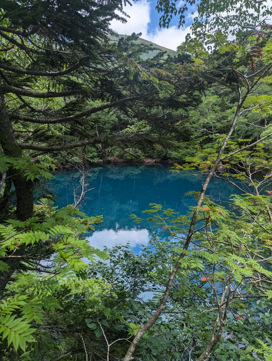 岩手山〜八幡平縦走 / Guest_573527さんの岩手山・八幡平・安比高原 50km トレイルの活動データ | YAMAP / ヤマップ