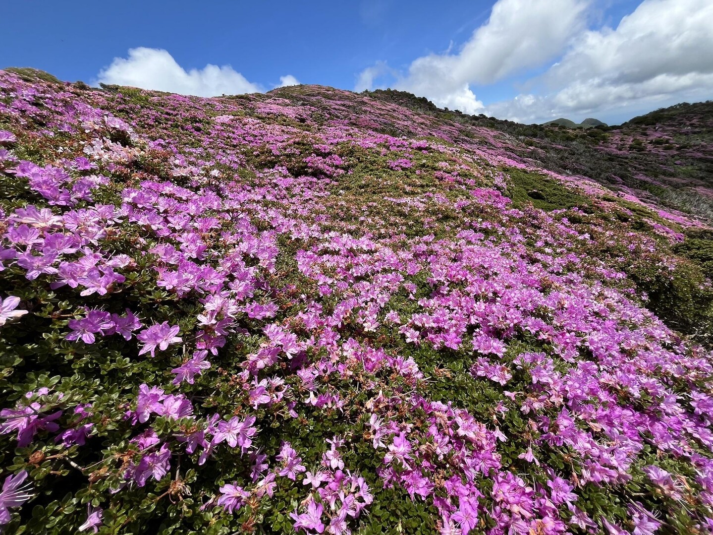 九州⑦ 九重連山 平治岳・北大船山 圧巻のMK🌸 / masakingさんの九重山（久住山）・大船山・星生山の活動データ | YAMAP / ヤマップ