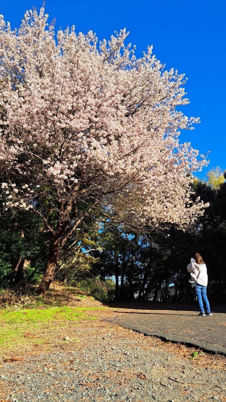 しばらく山に行けてないですがヒマラヤ桜が... / akeppさんのモーメント | YAMAP / ヤマップ