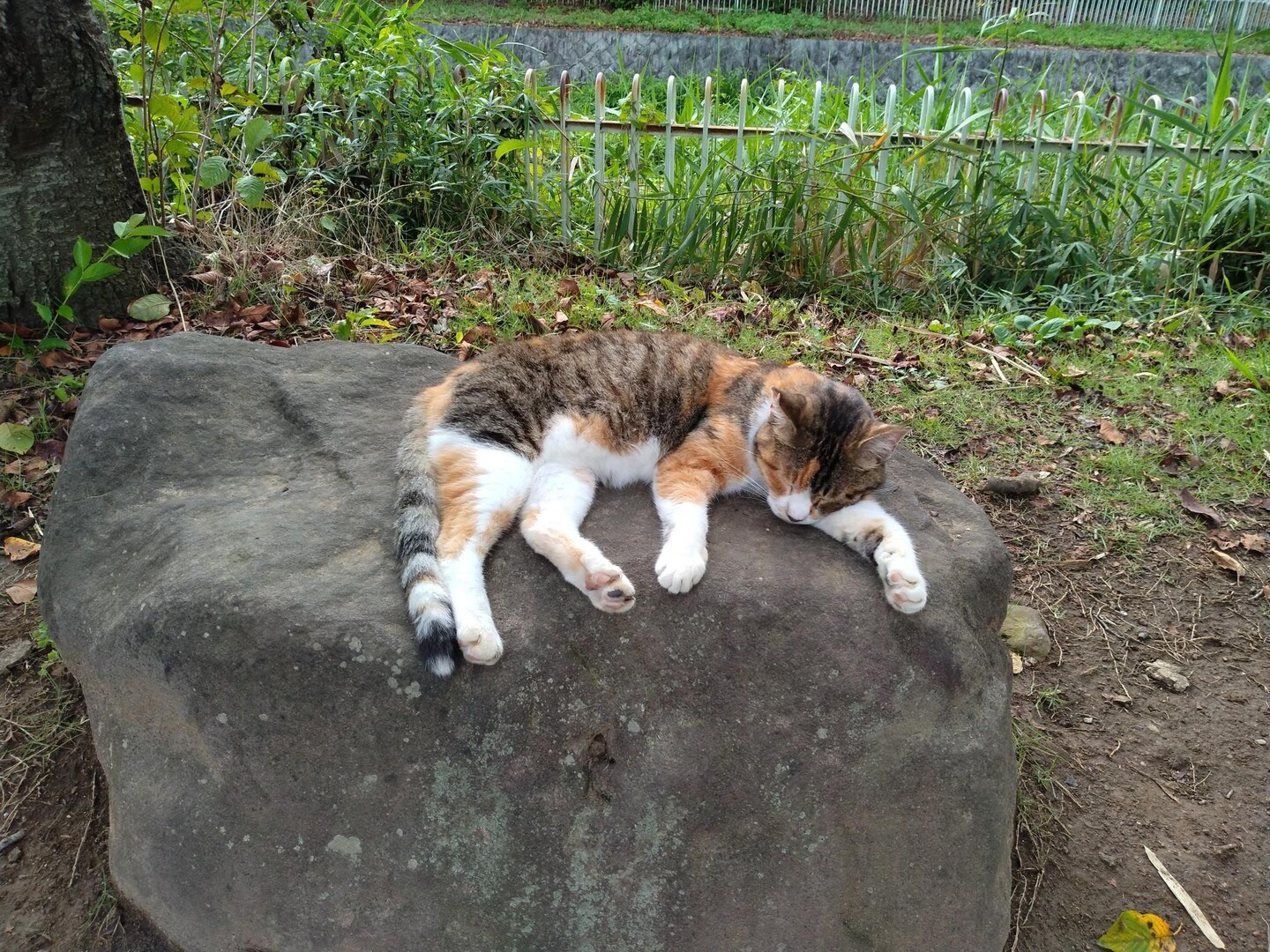 久しぶりに小瀬に来たら、駐車場の猫に会い... / syorinさんのモーメント | YAMAP / ヤマップ