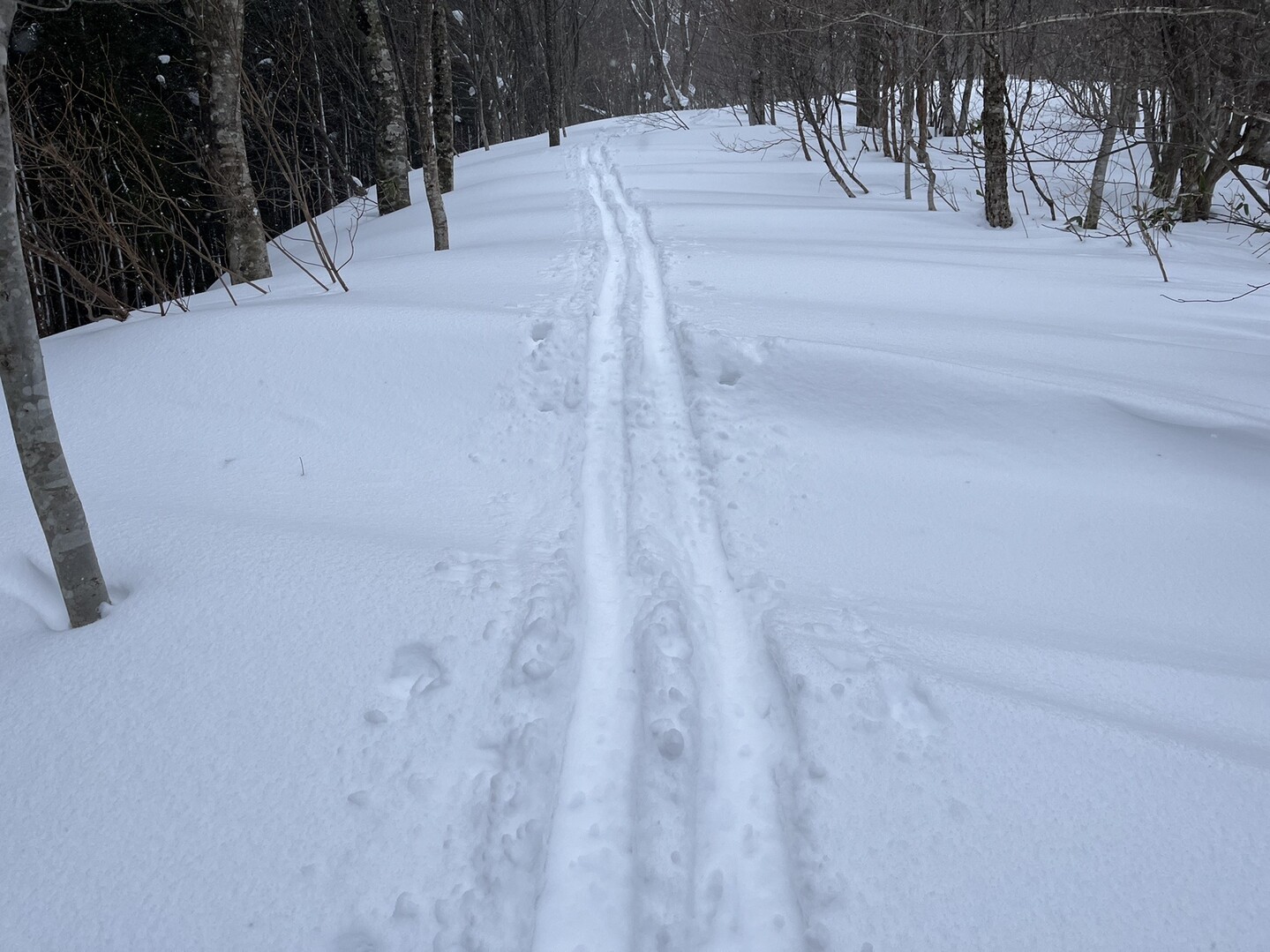 黒森 / hachiさんの船形山（御所山）・泉ヶ岳・蛇ヶ岳の活動データ | YAMAP / ヤマップ