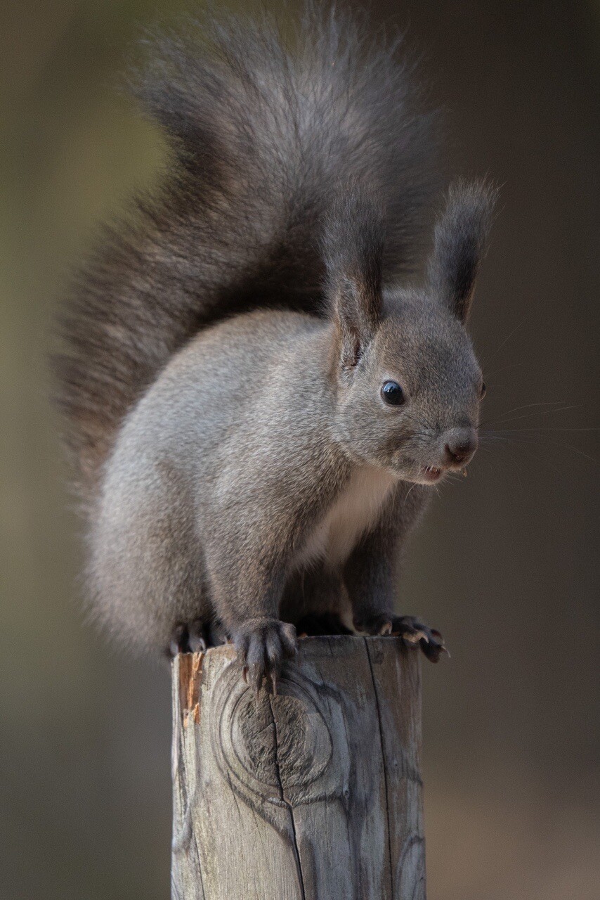 今週は久々のリス活🐿 だいぶ冬毛に生え... / YKさんのモーメント | YAMAP / ヤマップ