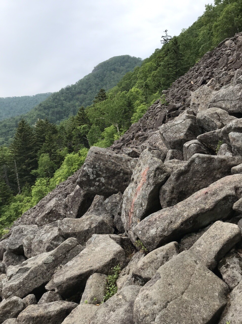 手稲山〜平和の滝、がれ場に萎えたが金魚に癒され 手稲山・奥手稲山の写真7枚目 永遠に続くかのようながれ場に萎え Yamap ヤマップ