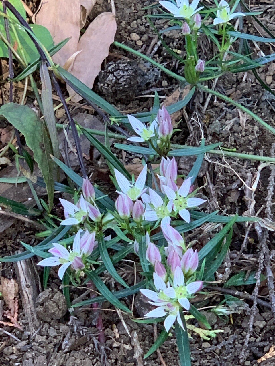 本日の南高尾 / Atto-Rieさんのモーメント | YAMAP / ヤマップ