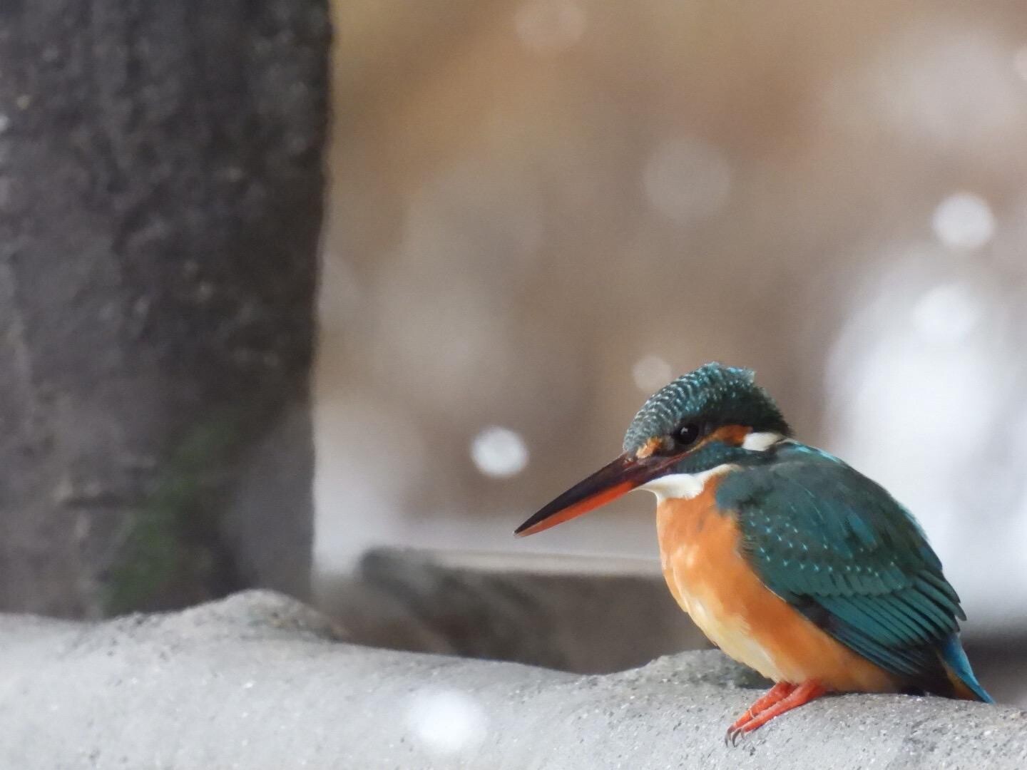 最強寒波到来の中、アイドルに会うため近く... / taishibou15さんのモーメント | YAMAP / ヤマップ