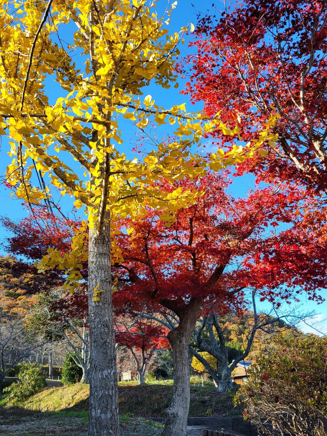 雪野山(龍王山)・童子山 / Mr.マーブルさんの雪野山・布施山・瓶割山の活動データ | YAMAP / ヤマップ