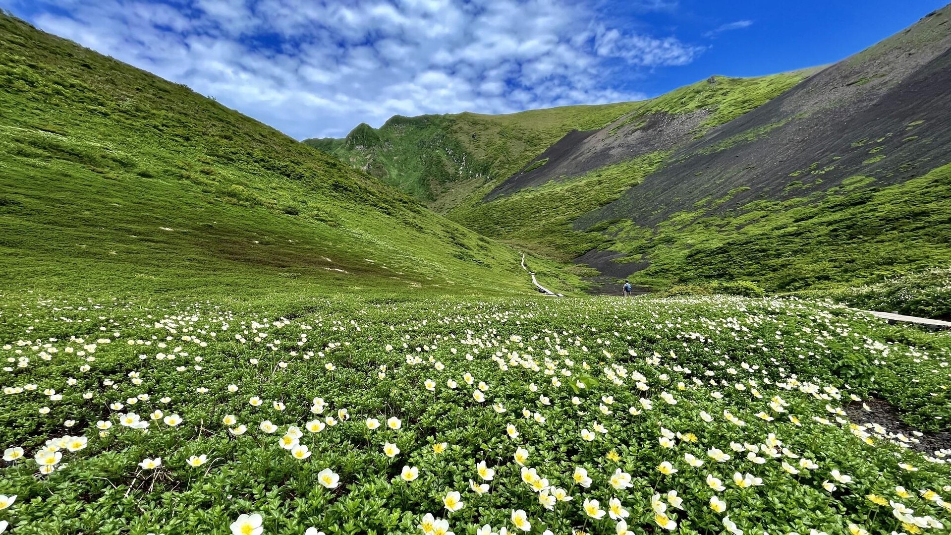 ムーミン谷は花盛り🤩秋田駒ヶ岳2023.7.8 / shivaさんの秋田駒ヶ岳・男女岳・貝吹岳の活動データ | YAMAP / ヤマップ