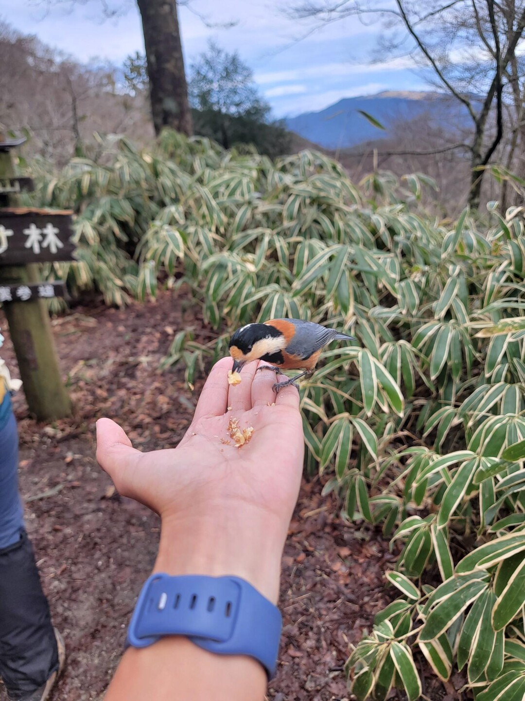 金剛山～大阪遠征1日目～ / taraさんの金剛山・二上山・大和葛城山の活動データ | YAMAP / ヤマップ