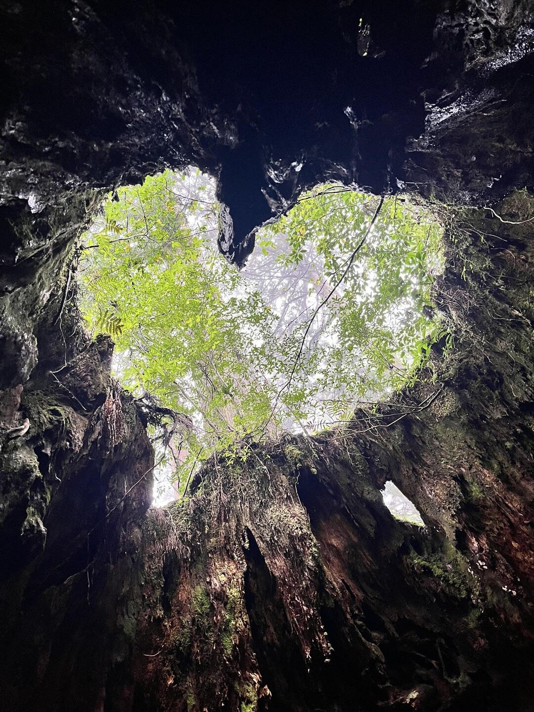 Yakushima♡ / h88☺︎さんの屋久島・宮之浦岳の活動データ | YAMAP / ヤマップ