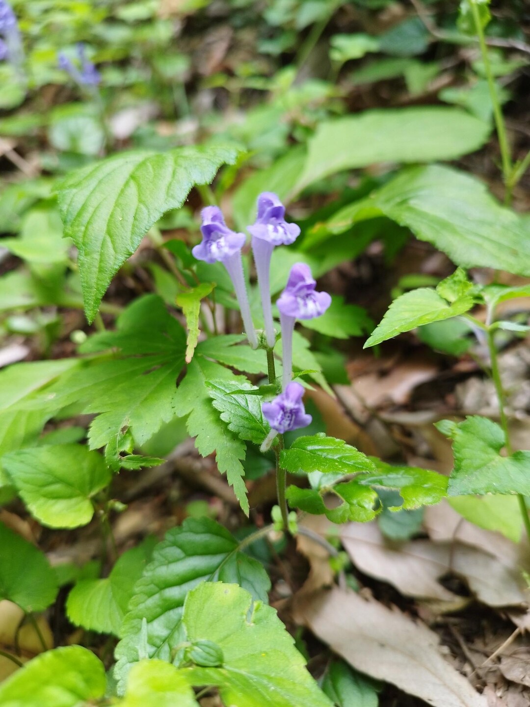 高尾山おかわり / horitakaさんの高尾山・陣馬山・景信山の活動データ | YAMAP / ヤマップ
