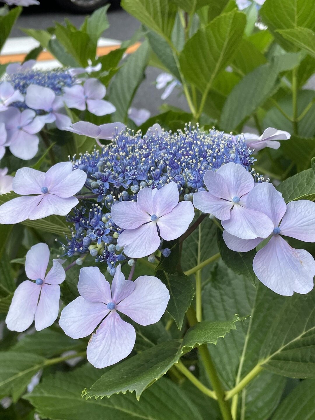 高尾山の紫陽花はこれからですが 都心では... / SHOJIさんのモーメント | YAMAP / ヤマップ