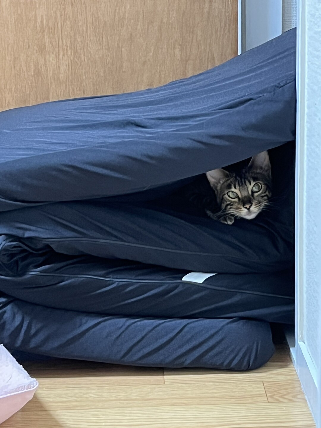 自分で布団出して寝ているベン🐈‍⬛ こ... / kaoruさんのモーメント | YAMAP / ヤマップ