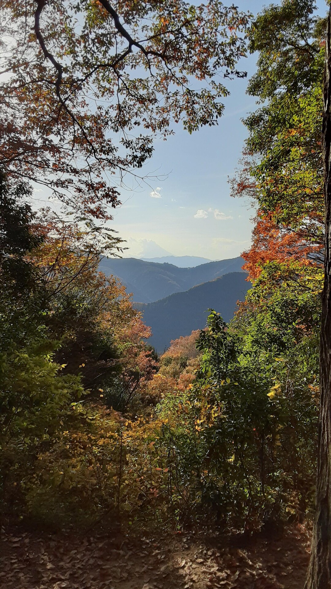 八王子城山から北高尾山稜縦走コース / Kyuri_EXさんの高尾山・陣馬山・景信山の活動データ | YAMAP / ヤマップ