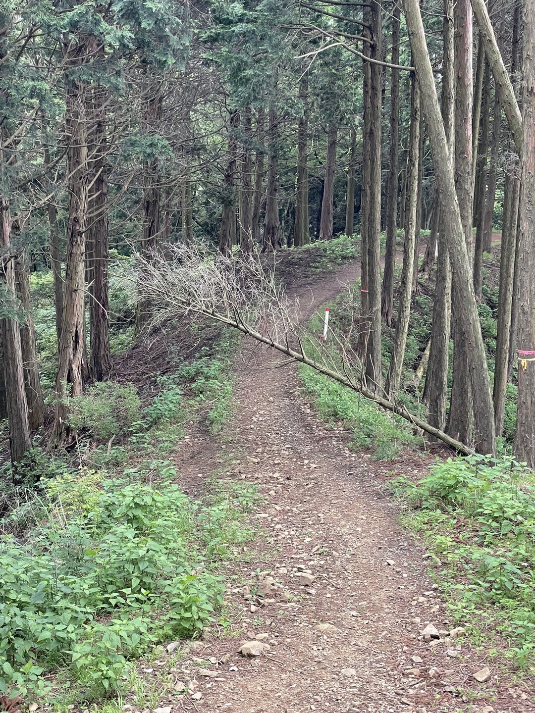 syo-taさんの投稿したフィールドメモ | YAMAP / ヤマップ