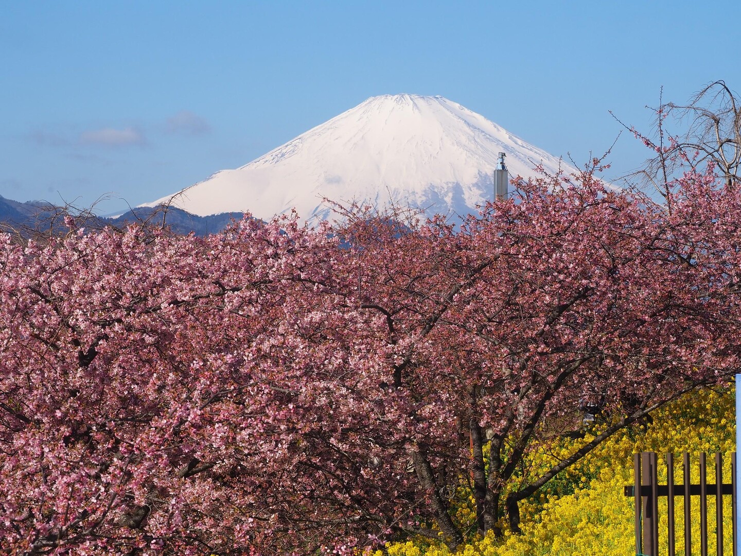 高松山🌸 - 20230222 / Tadaboxさんの高松山・大野山の活動データ | YAMAP / ヤマップ