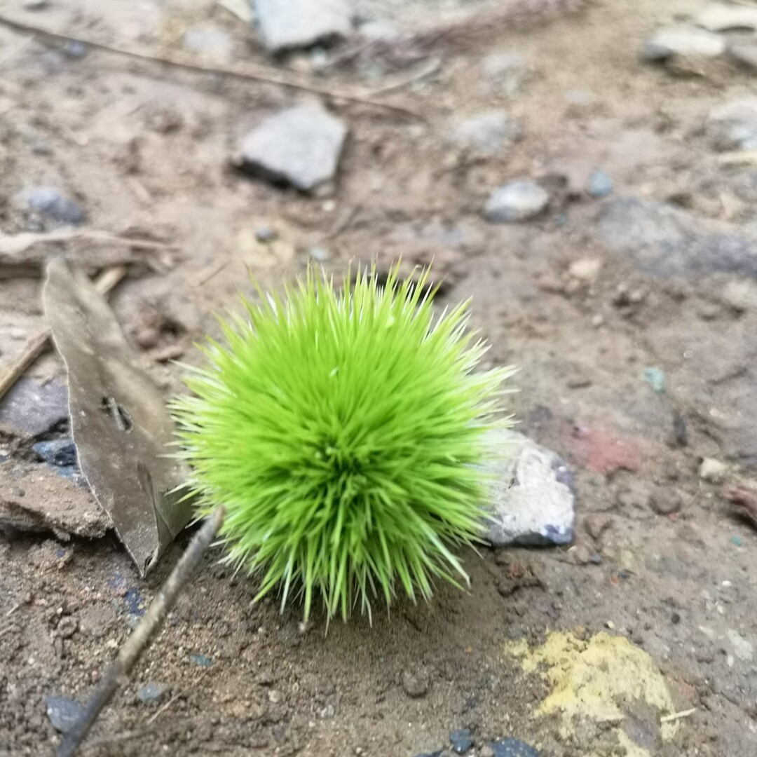 文殊山(福井県)-2020-08-16 / MU10さんの文殊山の活動データ | YAMAP / ヤマップ