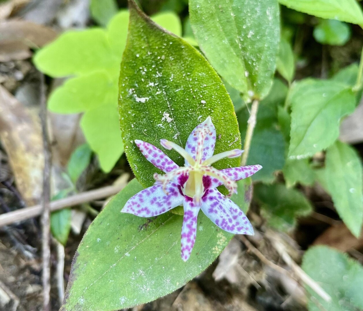 ホトトギス鑑賞☆花尾山☆ / miwaさんの三重嶽・花尾山の活動データ | YAMAP / ヤマップ