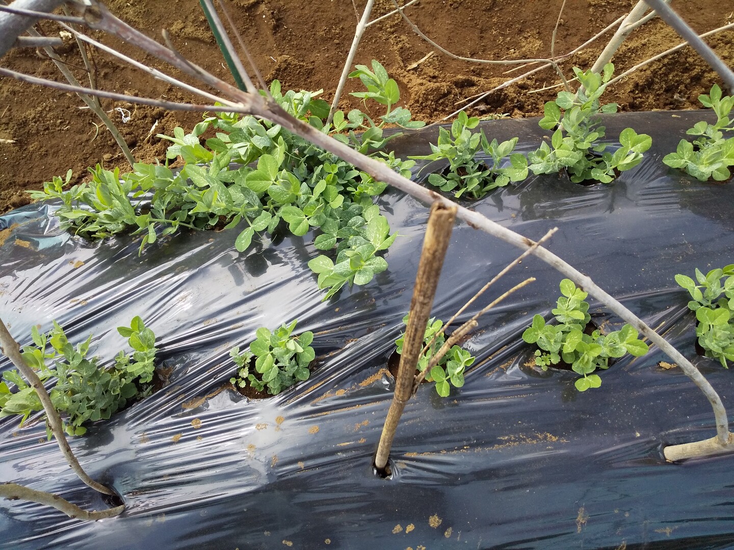 今日は、趣味の畑に行き、絹さやにネットを... / 🥾Kei🧗さんのモーメント | YAMAP / ヤマップ