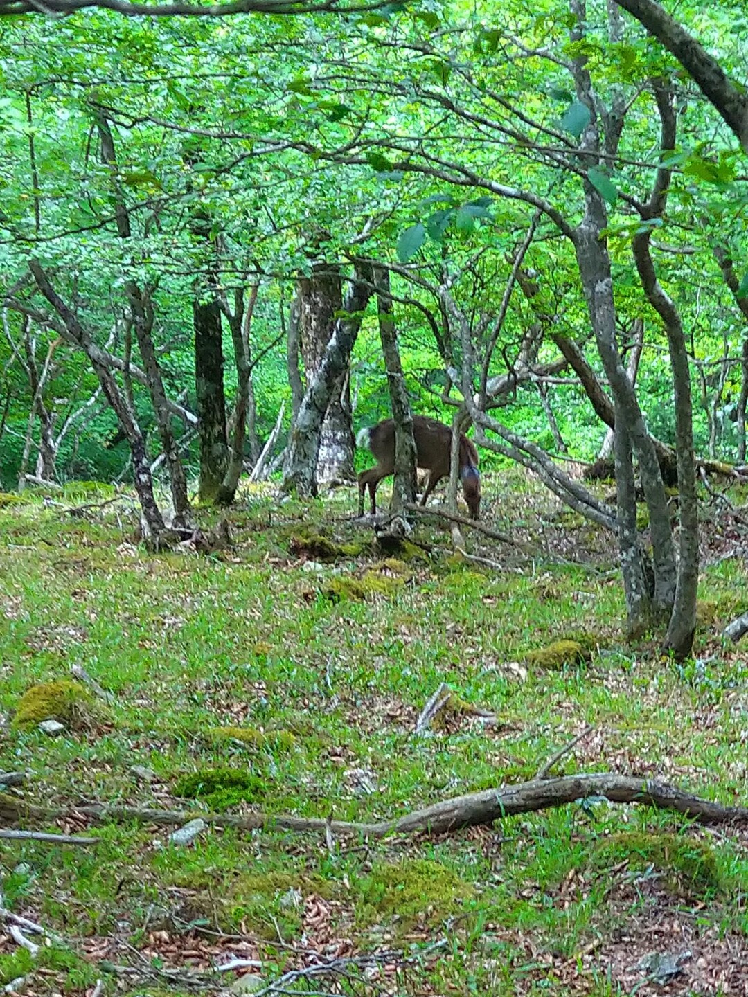八経ヶ岳 / タカsaさんのウォーキングの活動データ | YAMAP / ヤマップ