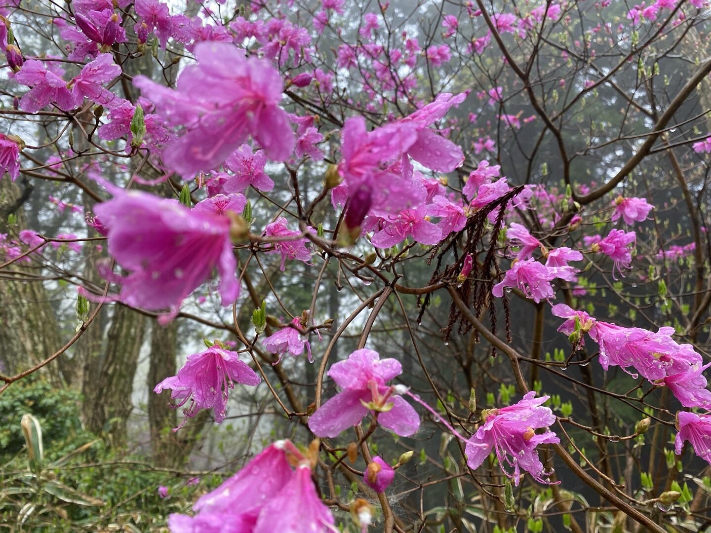 万年山 / kaz.solさんの万年山・伐株山の活動データ | YAMAP / ヤマップ