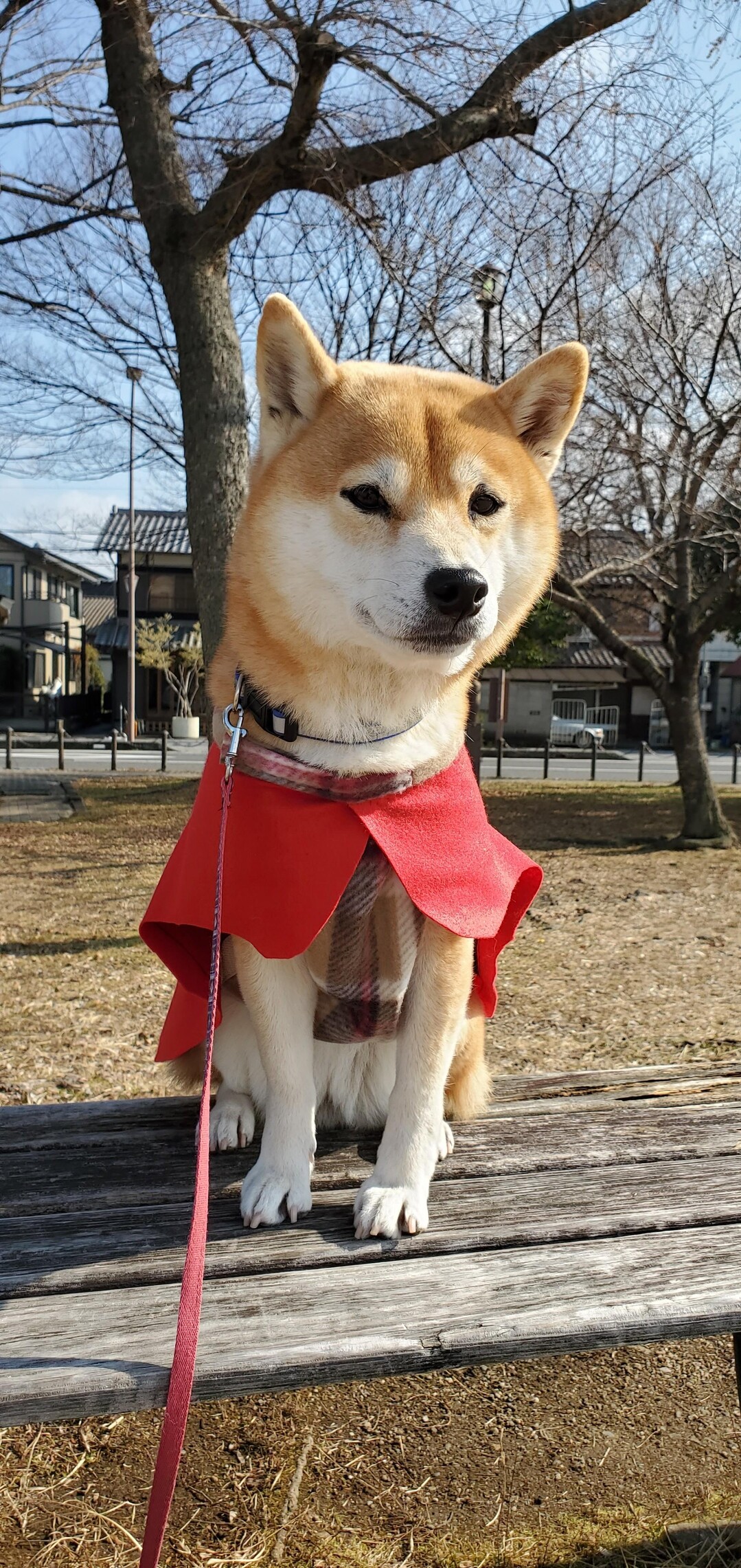 ウォーキング / damens さんの大津市の活動データ | YAMAP / ヤマップ