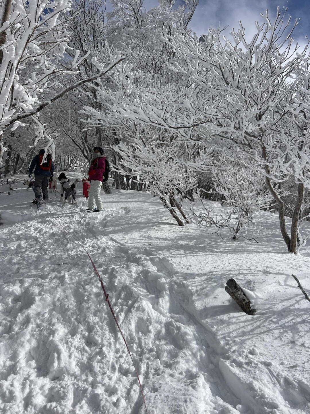 本日護摩壇山へ 相変わらずの犬集団でお邪... / りん壱さんのモーメント | YAMAP / ヤマップ