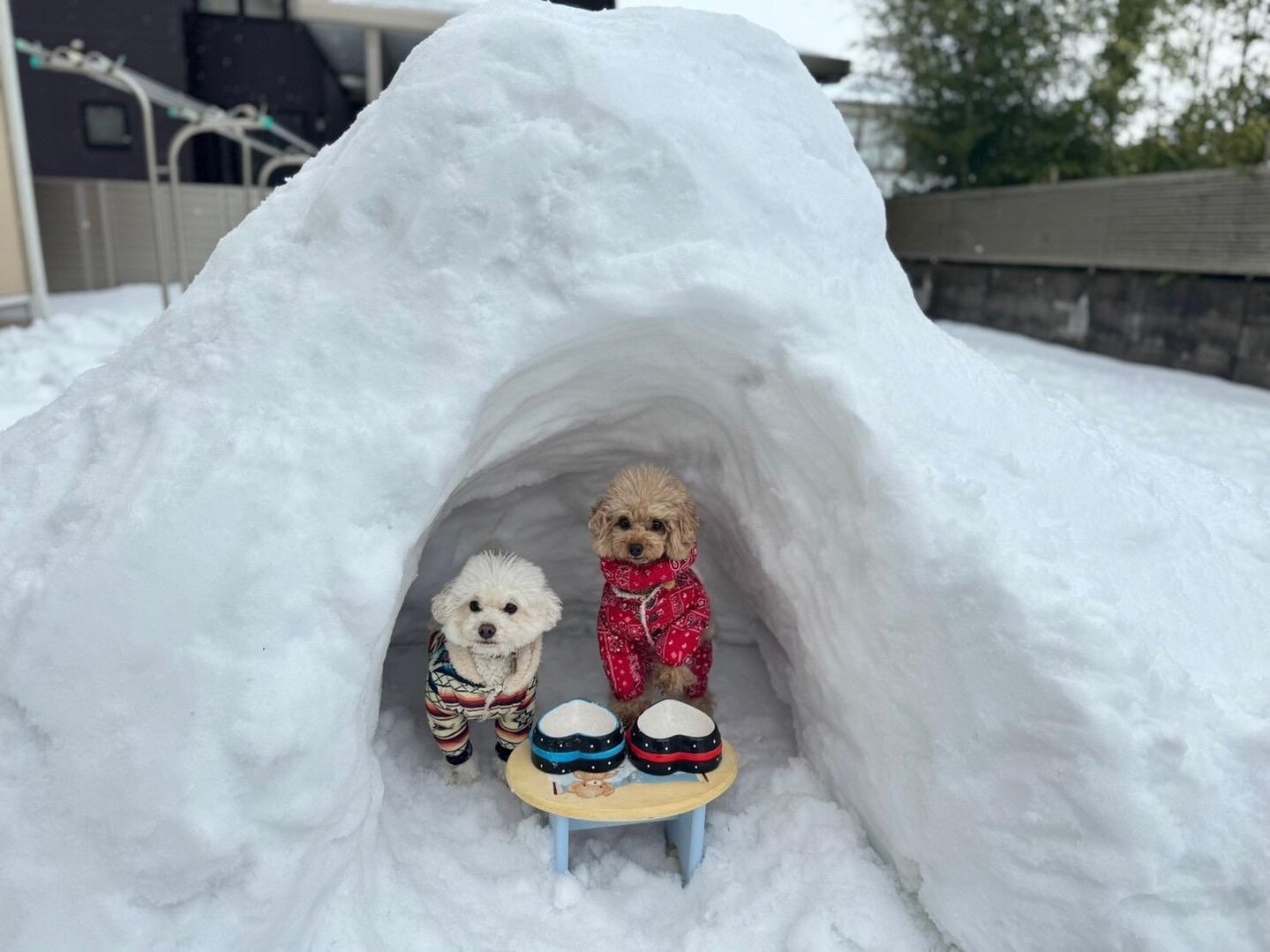 この冬一番の寒波でかなり積雪がありました... / オシムラさんのモーメント | YAMAP / ヤマップ